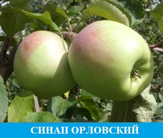 Саженцы яблони на карликовом подвое купить весна 2024 или осень 2024 в ...